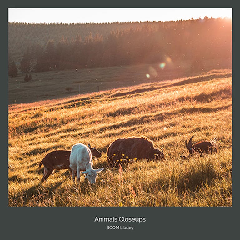 Animals Closeups by BOOM Library | SFX - Artlist