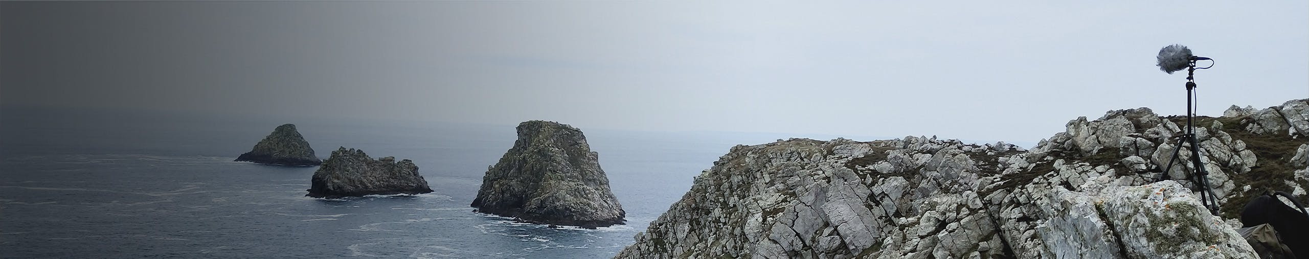 Monkey See - Spider Monkey Squeaky Single Call 02 | Royalty Free Sound ...