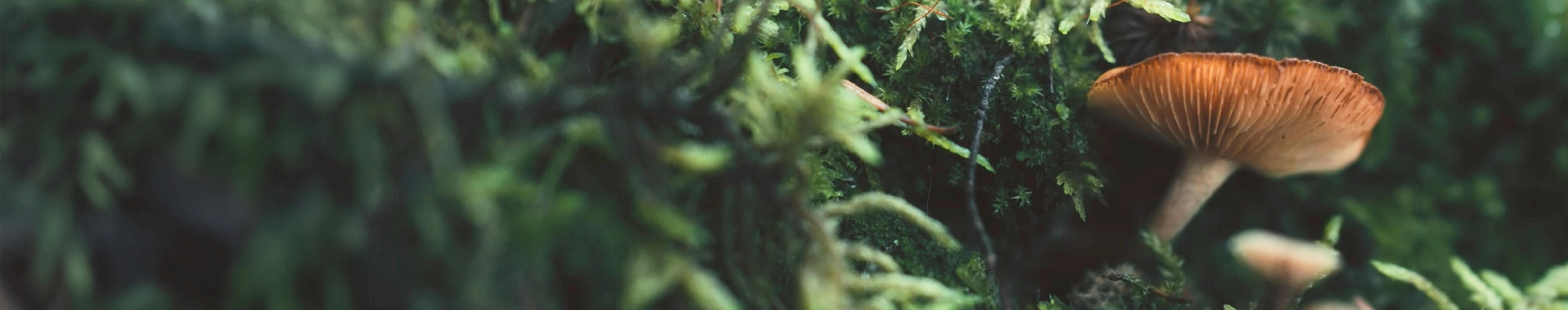 Earth Day SFX Collections | Artlist